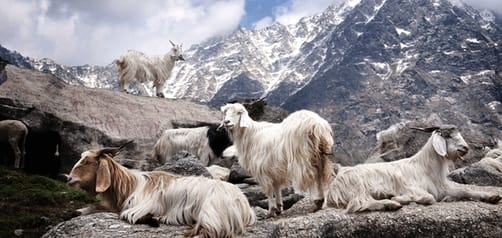 Le cachemire | Textile | Wikimeubles